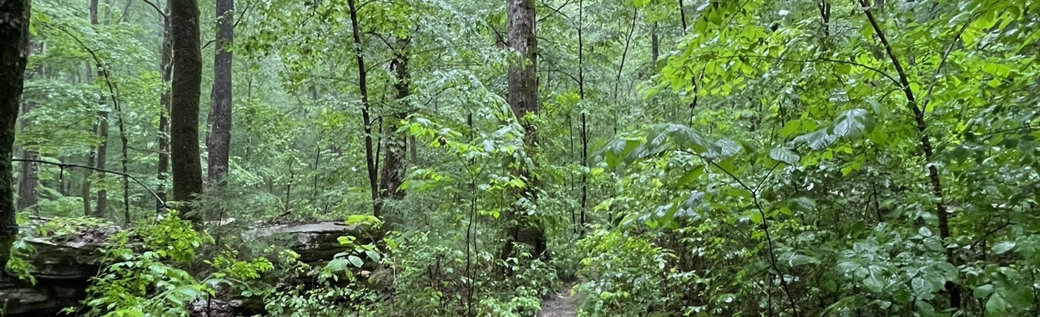 Stephens Gap Cave Trail [PRIVATE PROPERTY], Alabama - 347 Reviews, Map ...