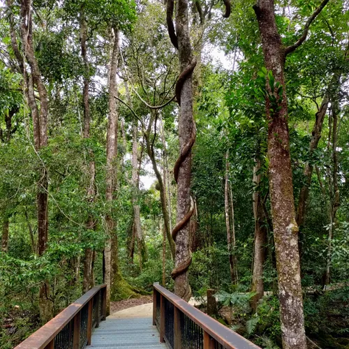 Best 10 Hikes and Trails in Daintree National Park | AllTrails