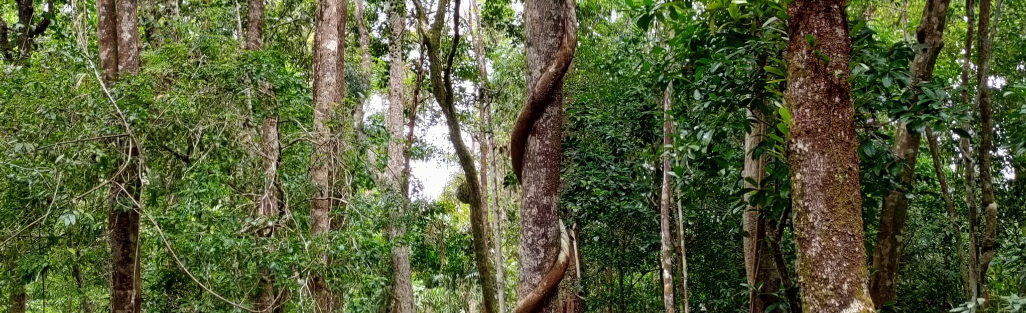 Madja Boardwalk: 51 Reviews, Map - Queensland, Australia | AllTrails