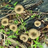 Maurepas Swamp WMA Nature Trail, Louisiana - 23 Reviews, Map | AllTrails