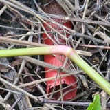 Maurepas Swamp WMA Nature Trail, Louisiana - 23 Reviews, Map | AllTrails