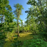 Maurepas Swamp WMA Nature Trail, Louisiana - 23 Reviews, Map | AllTrails