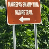 Maurepas Swamp WMA Nature Trail, Louisiana - 23 Reviews, Map | AllTrails