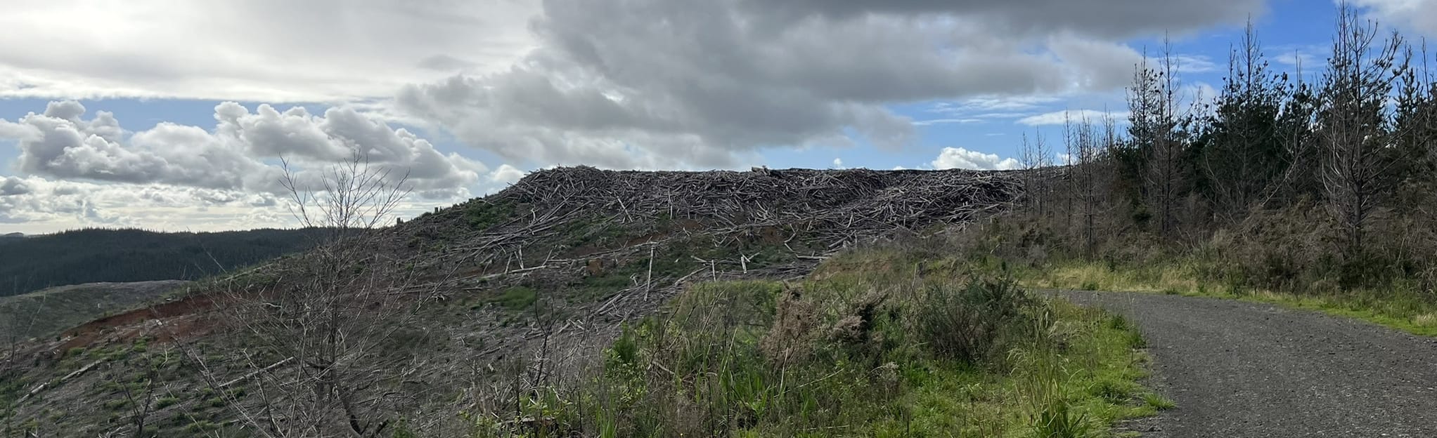 Riverhead Forest Loop Track: 31 Reviews, Map - Auckland, New Zealand ...