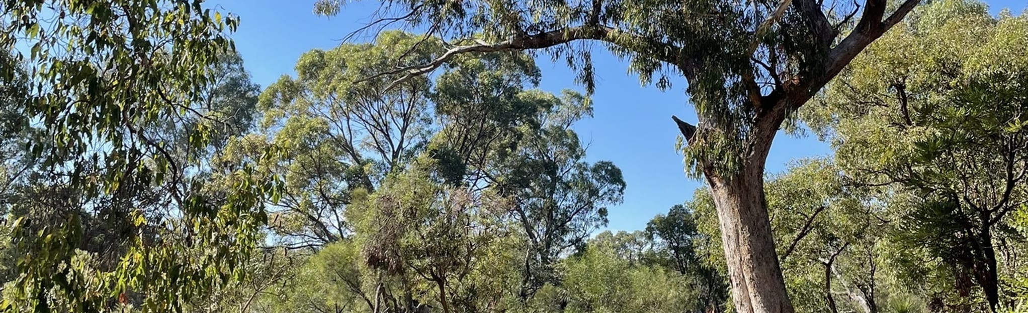 Craigie Bushland, Western Australia, Australia - 53 Reviews, Map ...