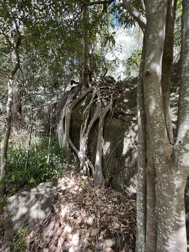 Best Hikes and Trails in Mount Mort | AllTrails