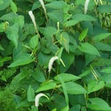 Joyce WMA Swamp Walk Nature Trail, Louisiana - 57 Reviews, Map | AllTrails