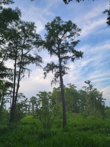 Best Hikes and Trails in Joyce Wildlife Management Area | AllTrails