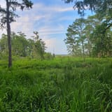 Joyce WMA Swamp Walk Nature Trail, Louisiana - 57 Reviews, Map | AllTrails