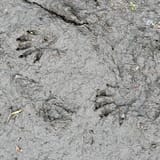 Joyce WMA Swamp Walk Nature Trail, Louisiana - 57 Reviews, Map | AllTrails