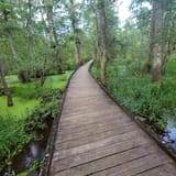 Joyce WMA Swamp Walk Nature Trail, Louisiana - 57 Reviews, Map | AllTrails