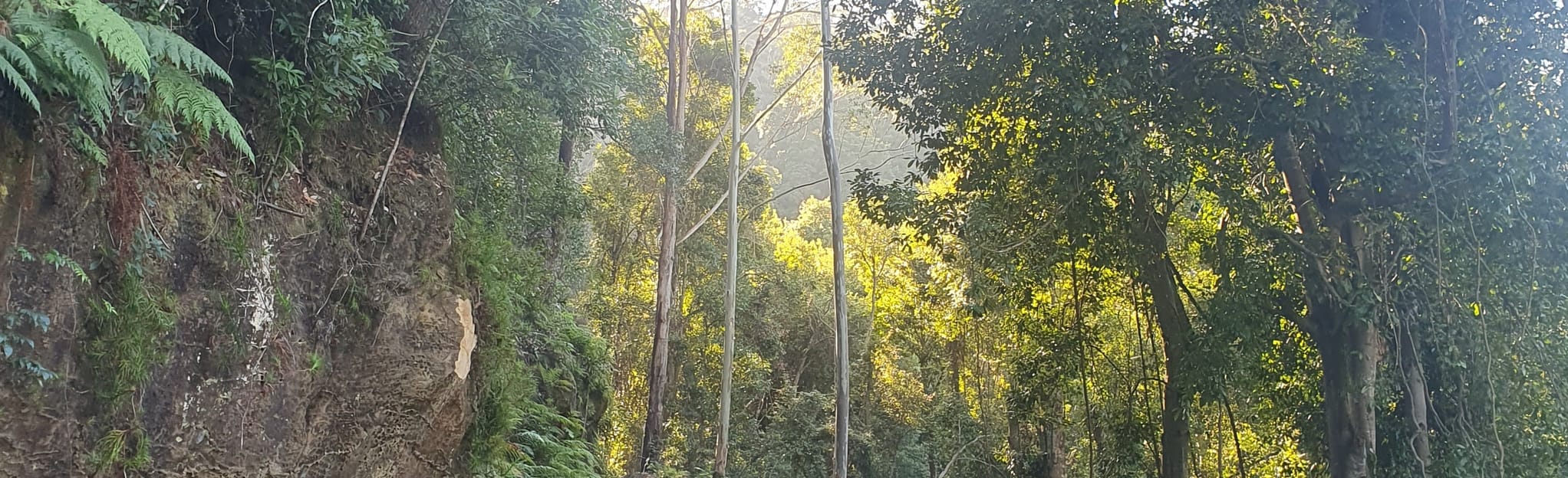 Olney State Forest MTB Loop, New South Wales, Australia - 12 Reviews ...