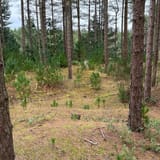 Newborough Forest Circular, Anglesey, Wales - 70 Reviews, Map | AllTrails