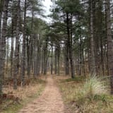 Newborough Forest Circular, Anglesey, Wales - 70 Reviews, Map | AllTrails