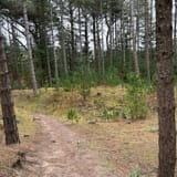 Newborough Forest Circular, Anglesey, Wales - 70 Reviews, Map | AllTrails