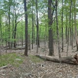 Pine Swamp Loop, New York - 1,140 Reviews, Map | AllTrails