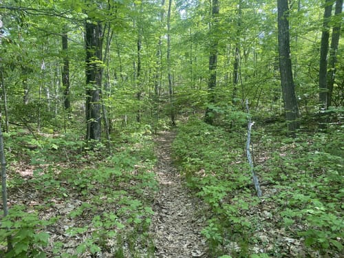 2023 Best Bird Watching Trails in Cockaponset State Forest | AllTrails