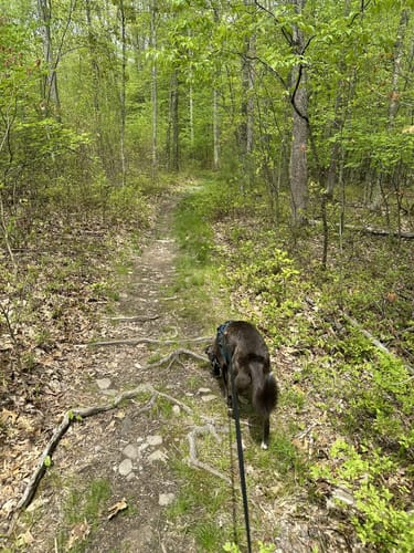 Best Hikes and Trails in Shuman Point Natural Area | AllTrails