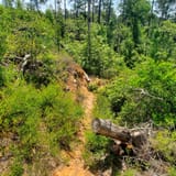 Torreya Challenge, Florida - 214 Reviews, Map | AllTrails