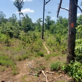 Torreya Challenge, Florida - 214 Reviews, Map | AllTrails