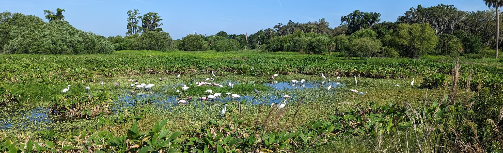 Alligator Alley Loop, Florida - 673 Reviews, Map | AllTrails