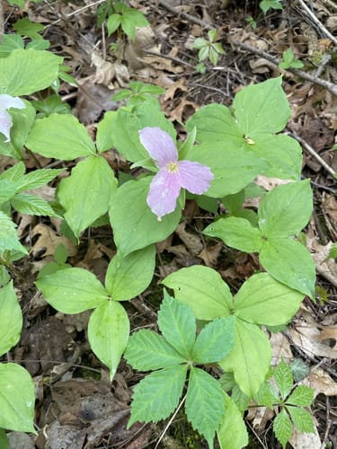 Best Hikes and Trails in Portland State Game Area | AllTrails