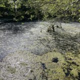 Oak Glen Preserve Trails, California - 634 Reviews, Map | AllTrails