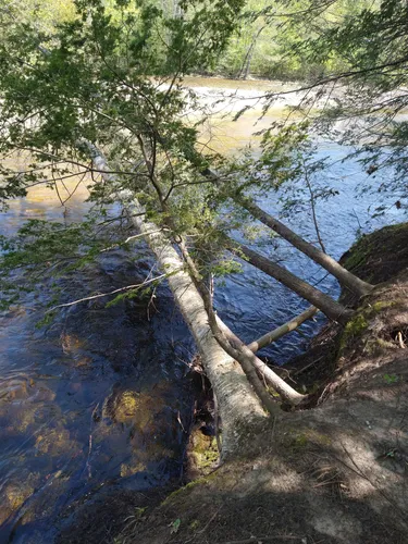 Best Hikes and Trails in Albany Town Forest | AllTrails