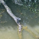 Congers Lake Trail and Boardwalk [PRIVATE PROPERTY], New York - 290 ...