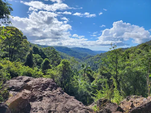 10 Best Walking Trails in Springbrook National Park | AllTrails