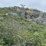 Gerbode Valley Loop, California - 447 Reviews, Map | AllTrails