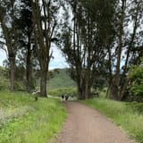 Gerbode Valley Loop, California - 447 Reviews, Map | AllTrails