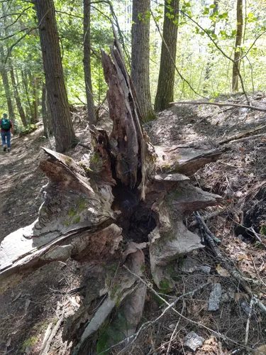 Best Hikes and Trails in Albany Town Forest | AllTrails