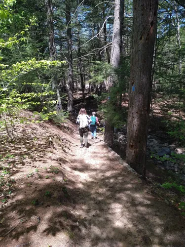 Best Hikes and Trails in Albany Town Forest | AllTrails