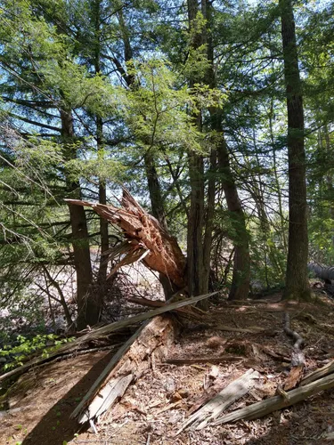 Best Hikes and Trails in Albany Town Forest | AllTrails