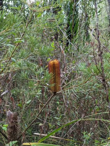 Best Hikes and Trails in Wingello State Forest | AllTrails