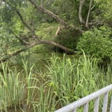 Navasota River Trail, Texas - 145 Reviews, Map | AllTrails