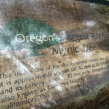 Myrtle Tree Trail, Oregon - 57 Reviews, Map | AllTrails