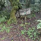 Myrtle Tree Trail, Oregon - 57 Reviews, Map | AllTrails