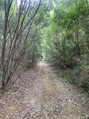 Best Hikes and Trails in Orara West State Forest | AllTrails