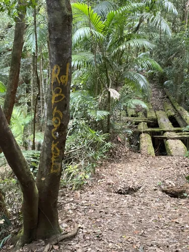 Best Hikes and Trails in Orara West State Forest | AllTrails