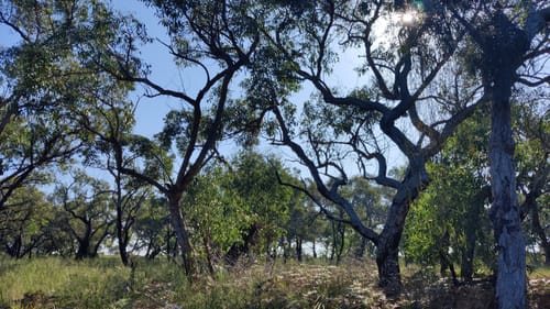 Best Hikes and Trails in Lorne Queenscliff Coastal Reserve | AllTrails