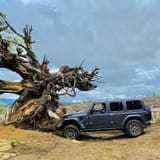 Cedar Trail and University OHV Trail, Oregon - 70 Reviews, Map | AllTrails