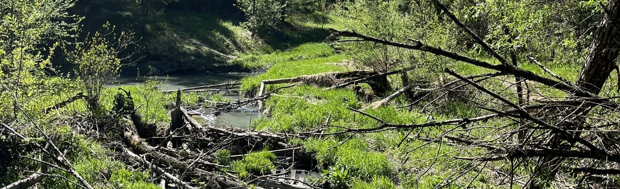 Bilberry Creek Ravine Trails, Ontario, Canada - 329 Reviews, Map ...