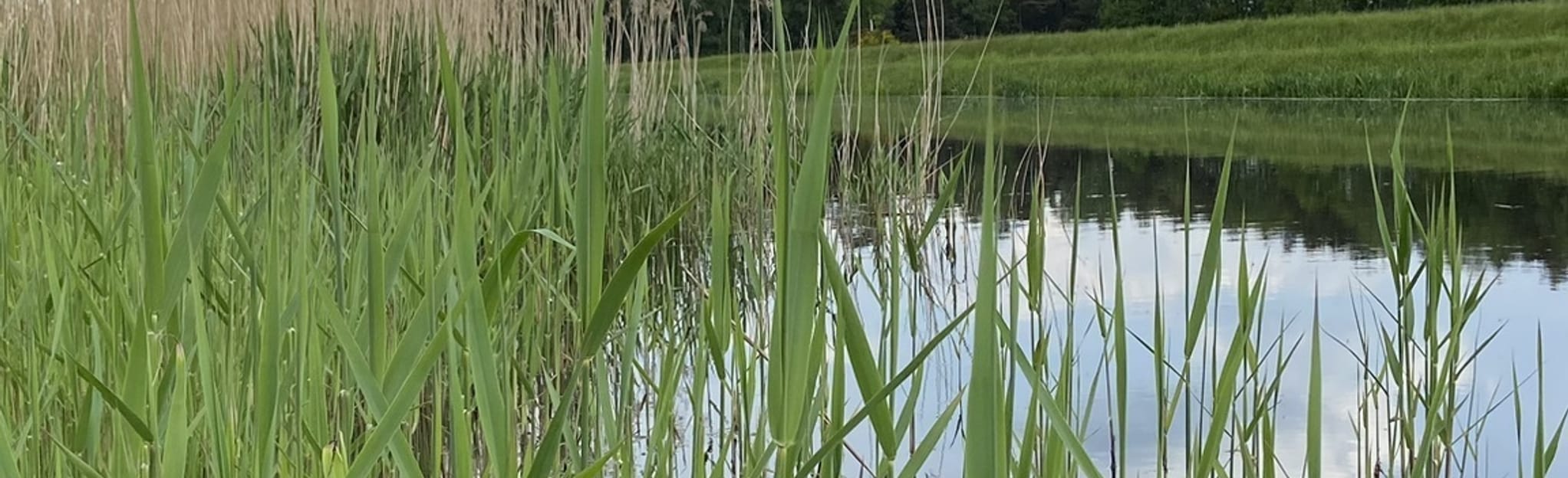 Lutterzand/Meuleman Paarse Wandelroute: 15 fotos - Overijssel ...