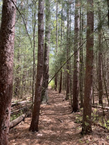 Best Hikes and Trails in Malborough-Sudbury State Forest | AllTrails