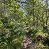 Weldon Wagon Road Trail, Washington - 507 Reviews, Map | AllTrails