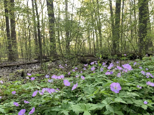 Best Hikes and Trails in Pearson Metro Park | AllTrails