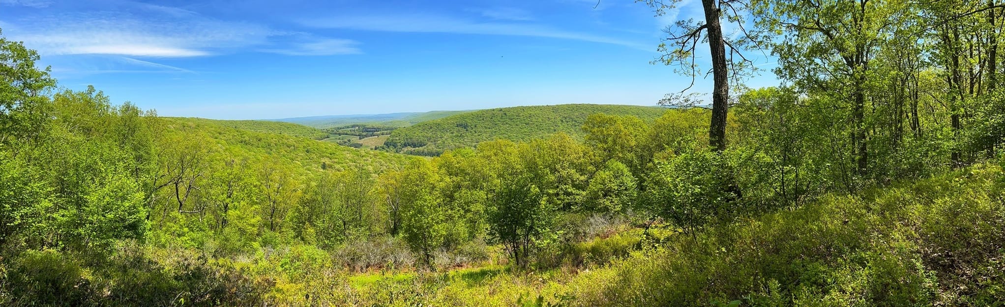 The Dragons Back Trail: 61 Reviews, Map - Pennsylvania | AllTrails