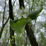 Arcola Bluffs Trail, Minnesota - 192 Reviews, Map | AllTrails